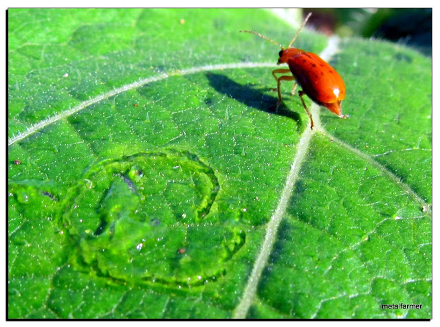 Pritham D'Souza Photography: Red Pumpkin Beetle clicked using Canon SX30 IS