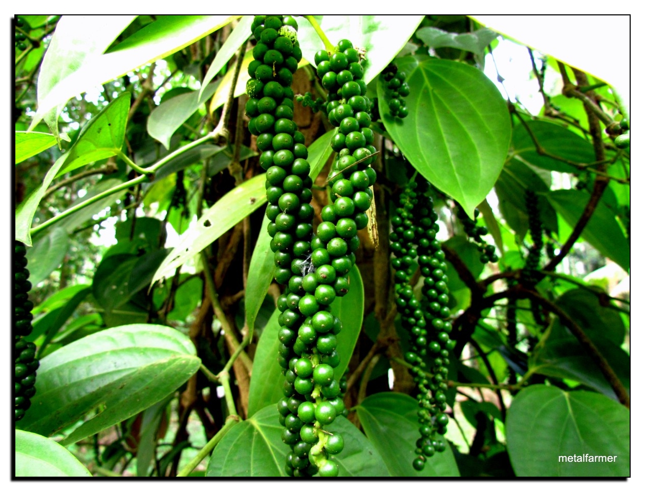 Pritham D'Souza Photography: Pepper pods captured using Foliage Mode in ...