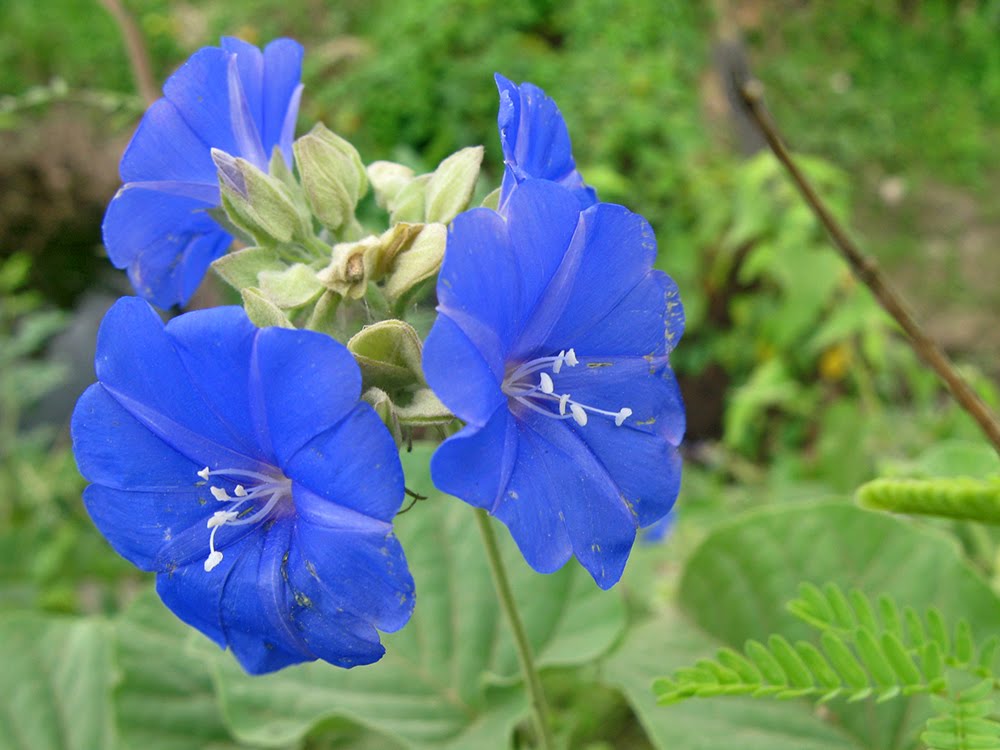 Fotos de Tito: Flores silvestres en Tumbes