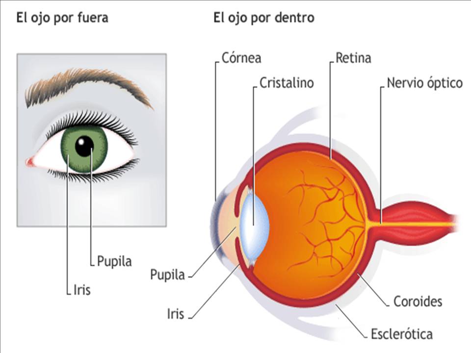 "Los Cinco Sentidos": LOS CINCO SENTIDOS