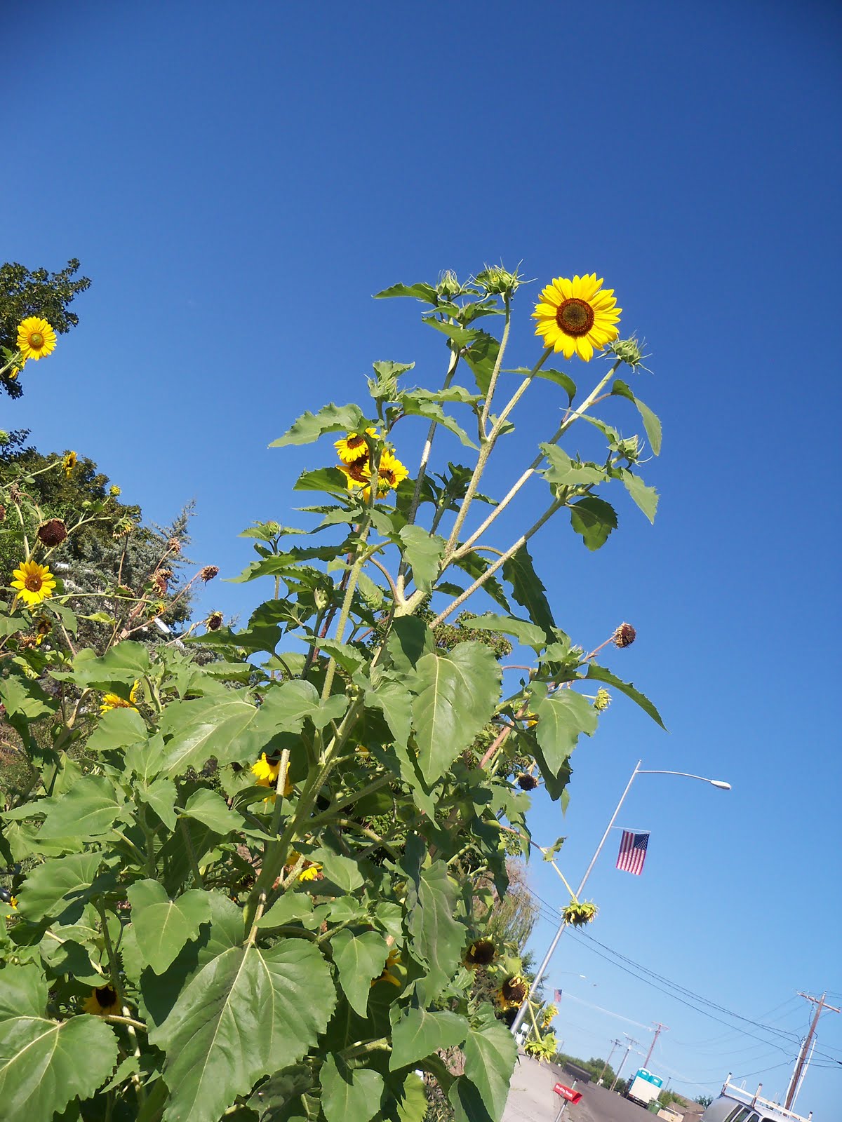 Felicia Follum Photography Blog: Tall Sunflower