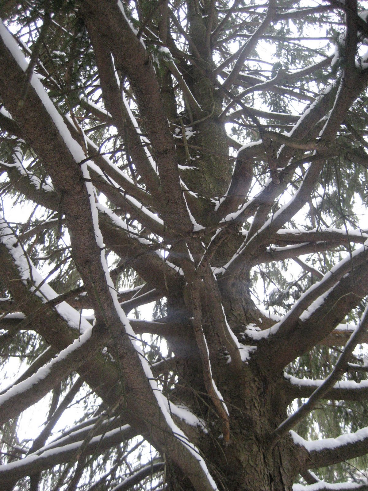 Along Crum Creek: Remember Tree Forts?