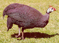 The Language of Food: Turkey