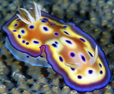 Aqua Marine Discovery: Sea Slugs Part 3