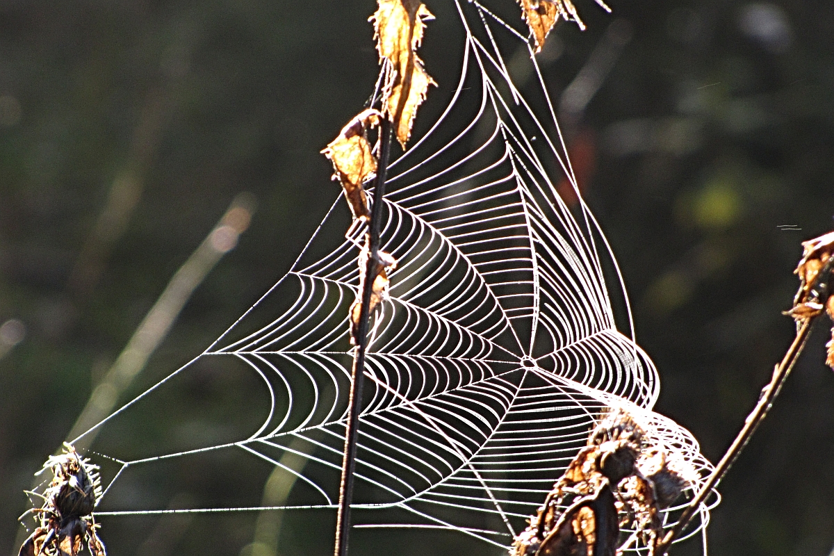 weitere Fotos: Spinnennetz