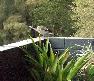 B-Kyu: Portuguese chook & chips at Frango Petersham Charcoal Chicken