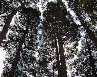 WADE T DOAK'S BLOG: Pt2: FURTHER EXPLORATION OF WHAKAIRIORA MOUNTAIN FOREST