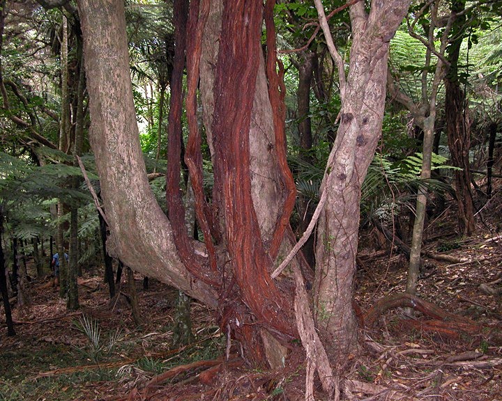 WADE T DOAK'S BLOG: Pt 4: WHAKAIRIORA MOUNTAIN: RARE FOREST REMNANT AT RISK