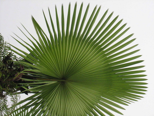 A Tropical Edible Garden