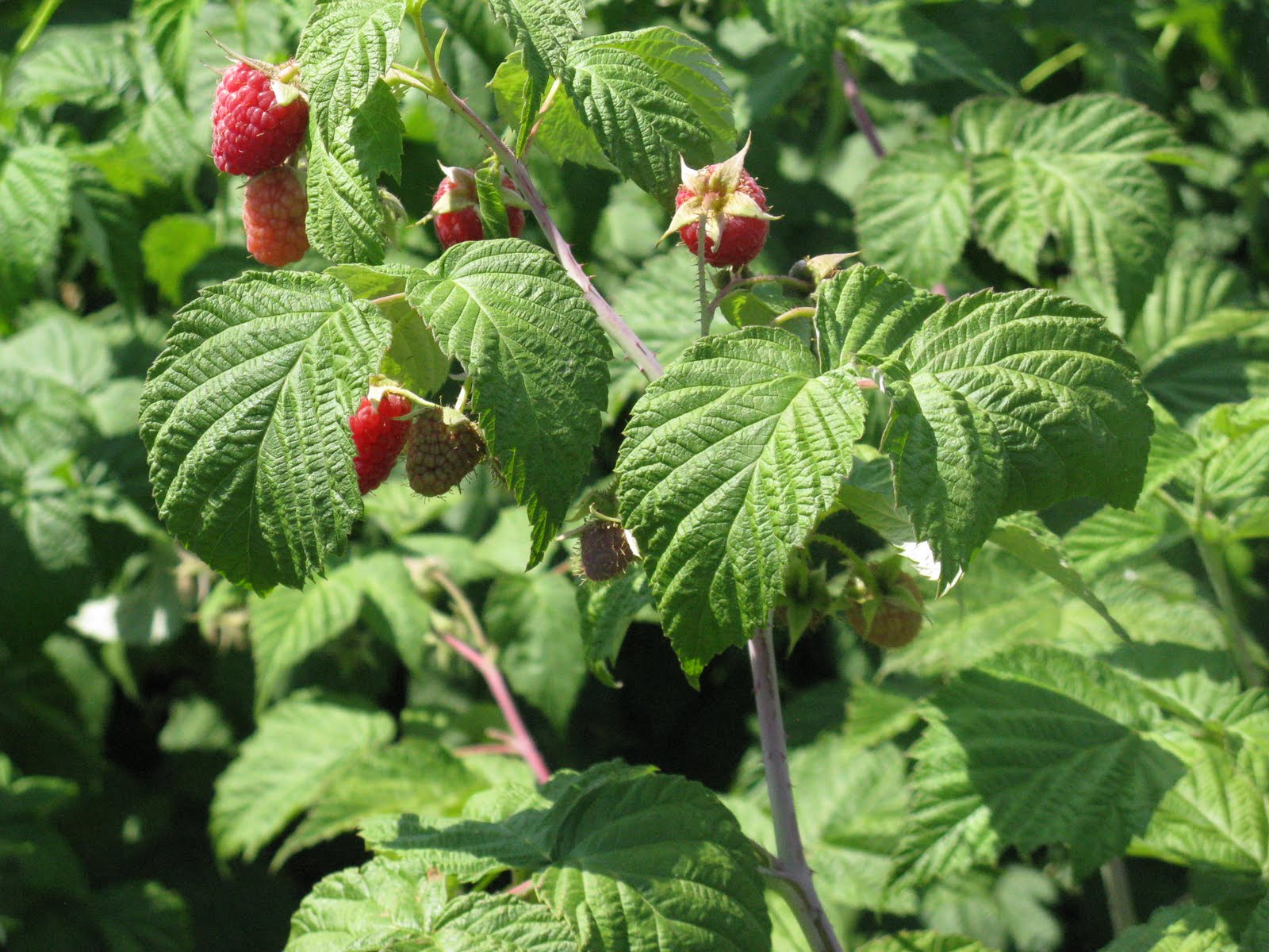Front Range Food Gardener: It's raspberry time