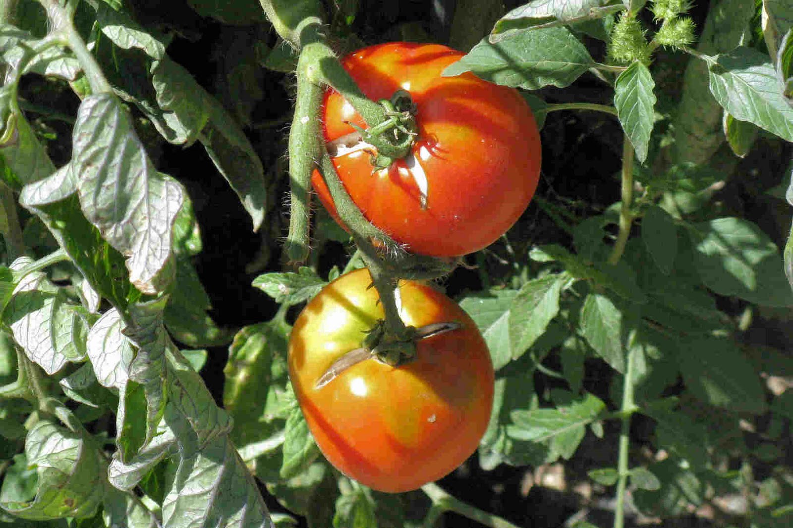 Front Range Food Gardener: Tomato fruit cracking