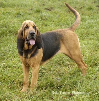 El Perros y Sus Razas: Bloodhound