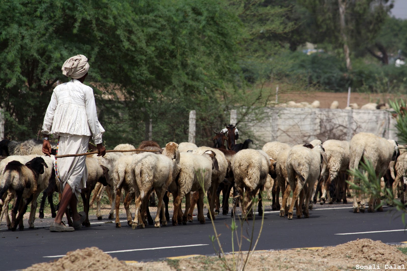 Photography and beyond: Shepherd community Summer Migration from Kachh