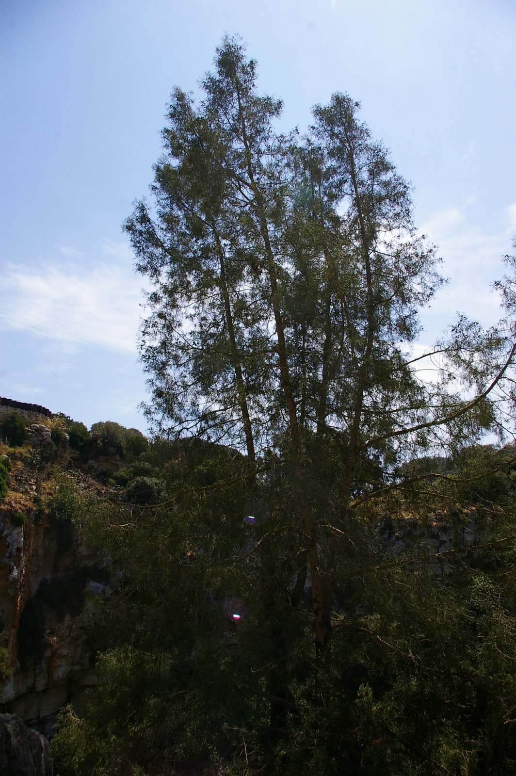 Muticaria: The Maltese national tree