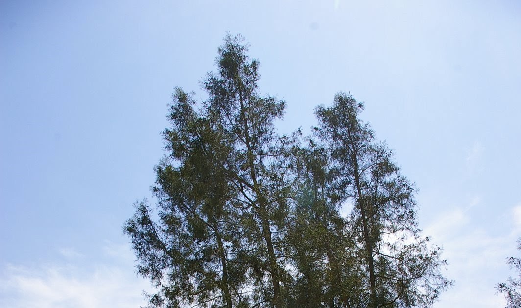 Muticaria: The Maltese national tree