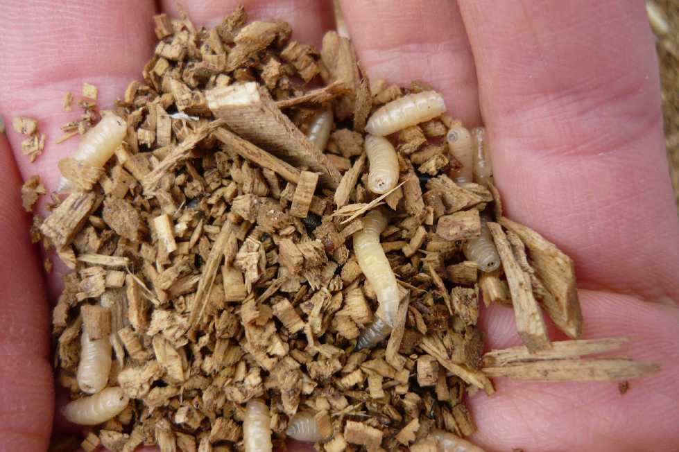 INSECTS: Breeding and raising of maggots and flies