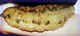 Gamat The Traditional Healer From The Sea | Welcome To Our Group Insaan ...