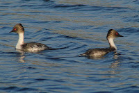 COA Tintica - Aves de Villa La Angostura: Macá Plateado (Podiceps ...