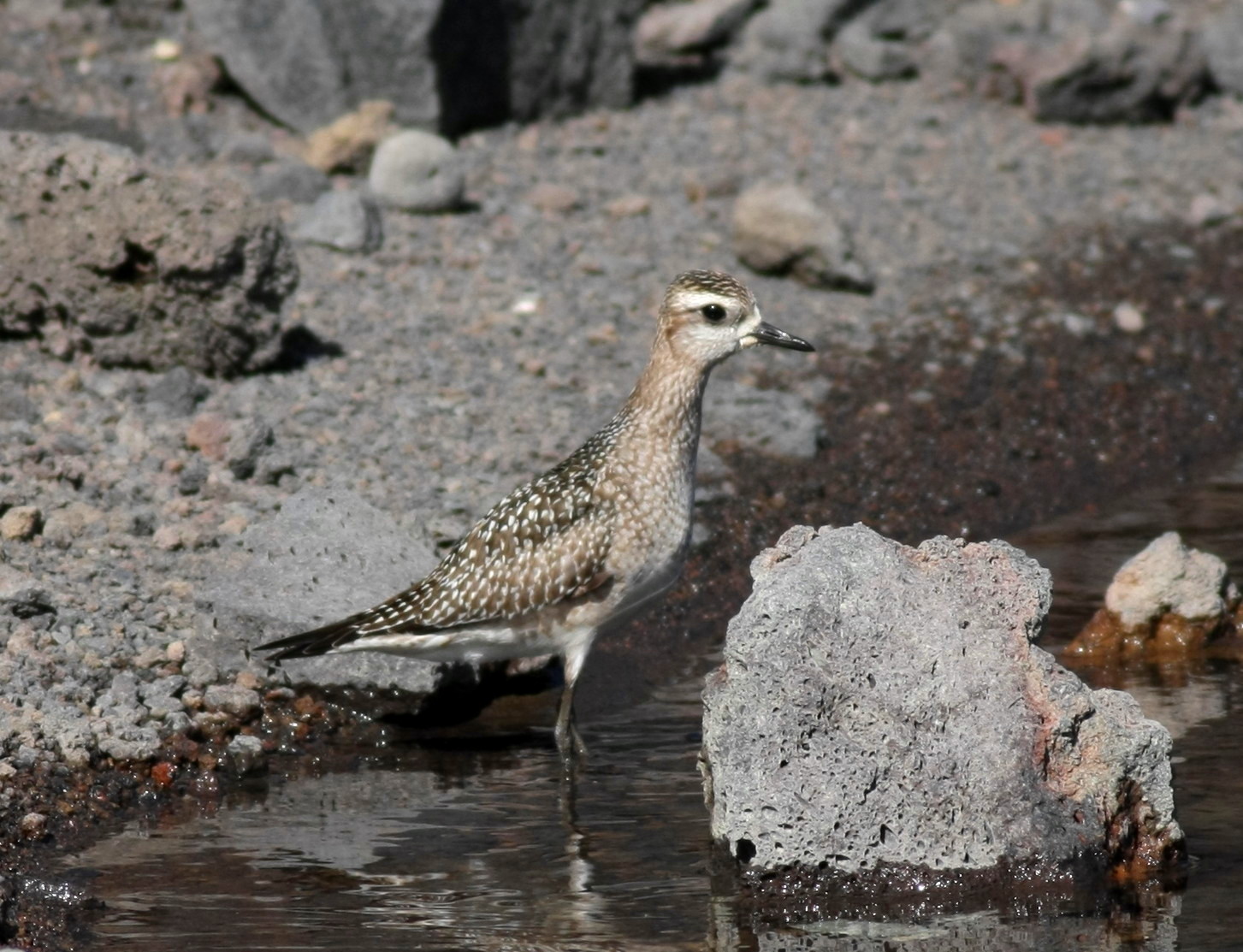 La Palma Birds: 2010