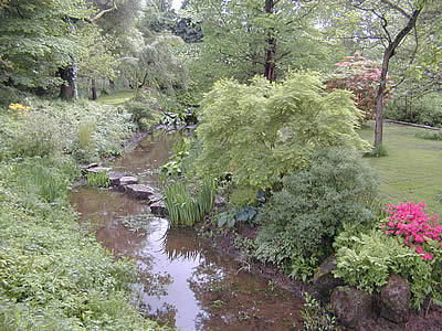 Welcome to gardening designs: The Bog Garden