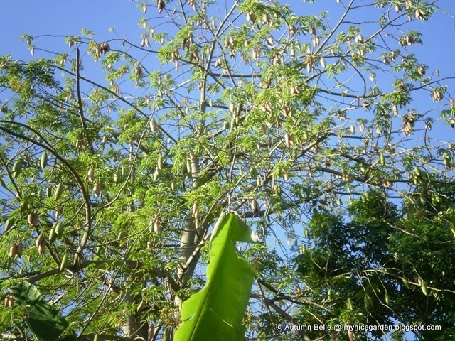 My Nice Garden: Ceiba pentandra, The Kapok Tree
