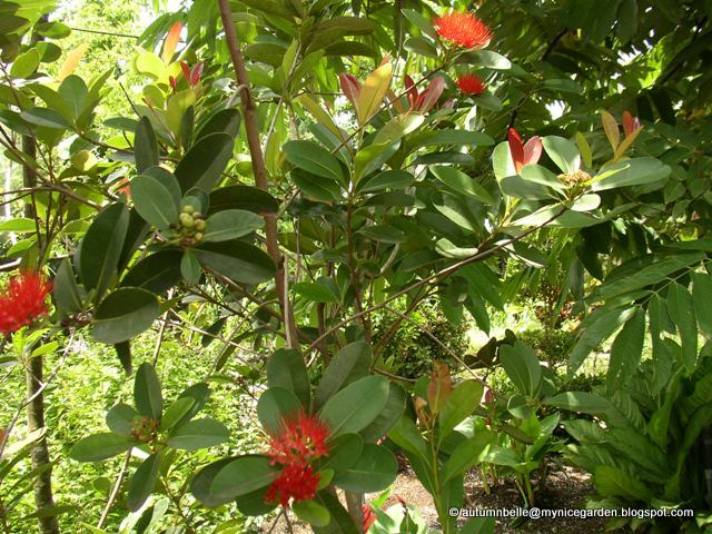 My Nice Garden: Xanthostemon youngii - A Rare Plant?