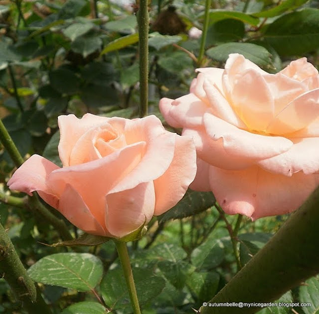 My Tropical Plants Finder: Peach Colour Roses - Innocent Love
