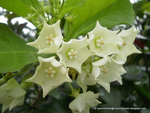 My Nice Garden: Kesidang, Vallaris glabra, Bread Flowers