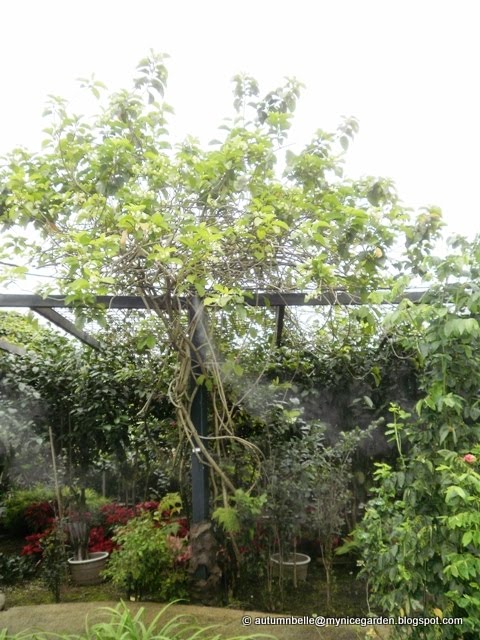 My Nice Garden: Kesidang, Vallaris glabra, Bread Flowers