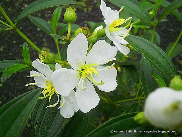 My Nice Garden: White Senduduk (Melastoma malabathricum) - Wordless ...