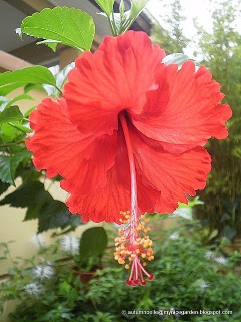 My Nice Garden: Hibiscus The National Flower of Malaysia