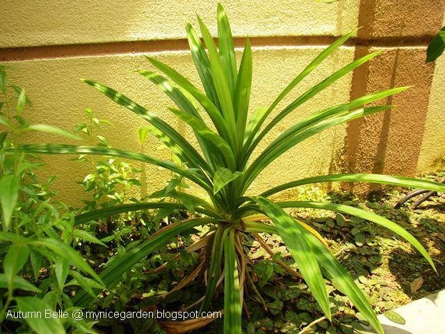 My Nice Garden: When There is Pandan, The Cooking's Done.