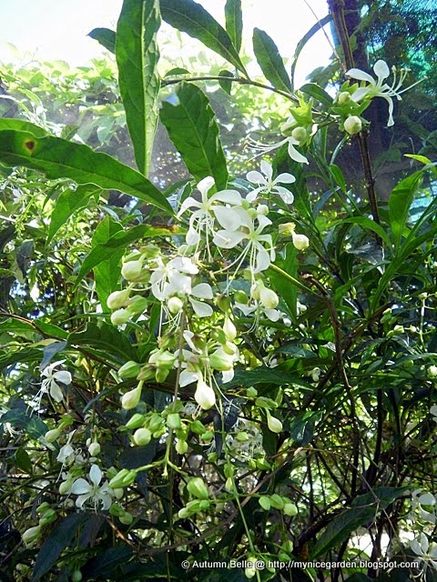 My Nice Garden: Clerodendrum wallichii - Bridal Veil