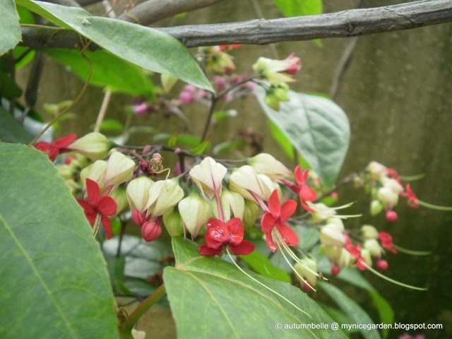 My Nice Garden: Clerodendrum speciosum, The Red Bleeding Heart Vine
