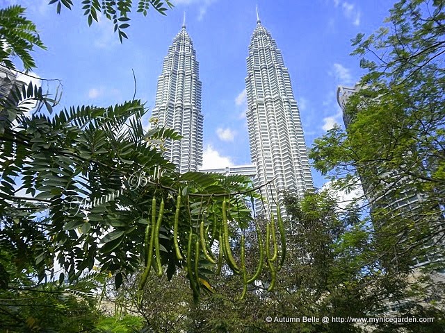My Nice Garden: Biodiversity and Conservation at KLCC Park