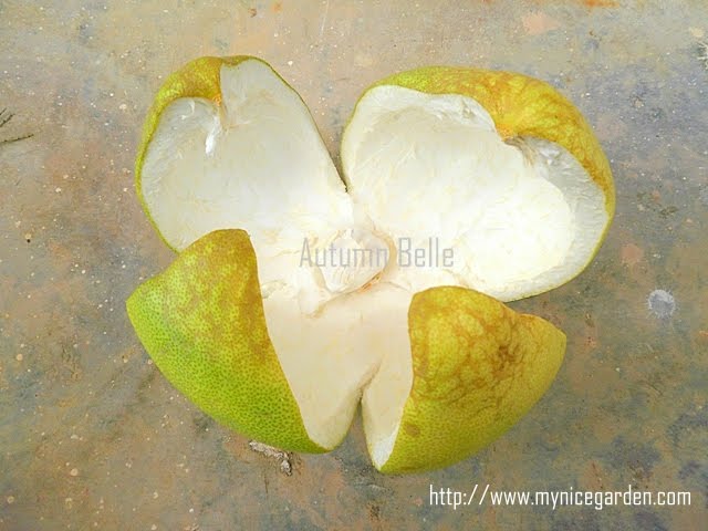 My Nice Garden: Mid Autumn Festival - Why the Pomelo Fruit and Where to ...