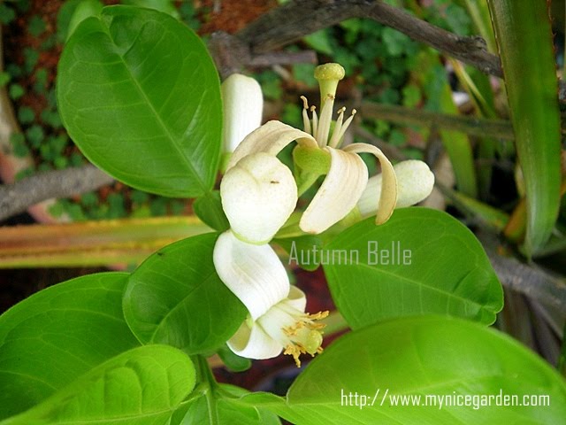 My Nice Garden: Mid Autumn Festival - Why the Pomelo Fruit and Where to ...