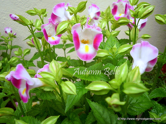 My Nice Garden: My Torenia Fournieri Tale