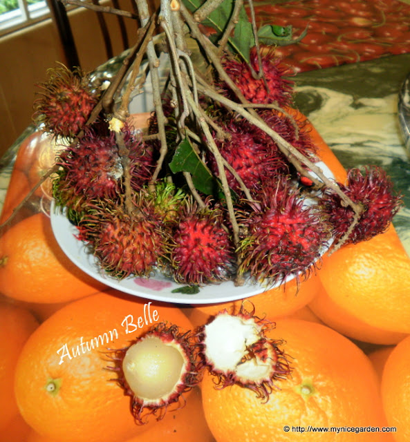 My Nice Garden: We Have Tico Berry at KLCC Park