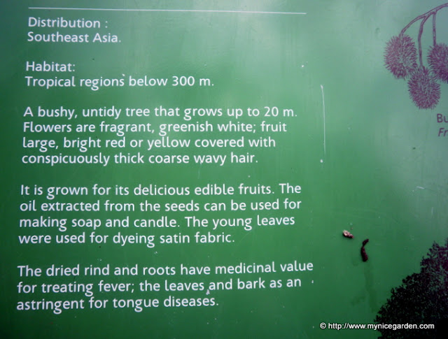 My Nice Garden: We Have Tico Berry at KLCC Park