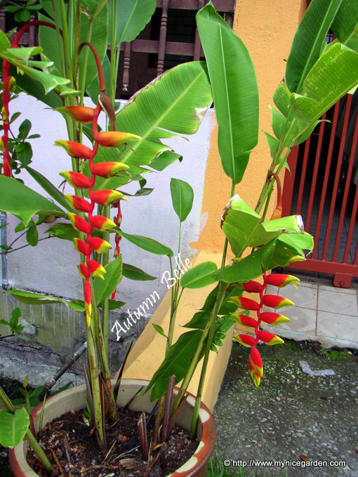 My Nice Garden: Heliconia rostrata The Hanging Lobster Claw