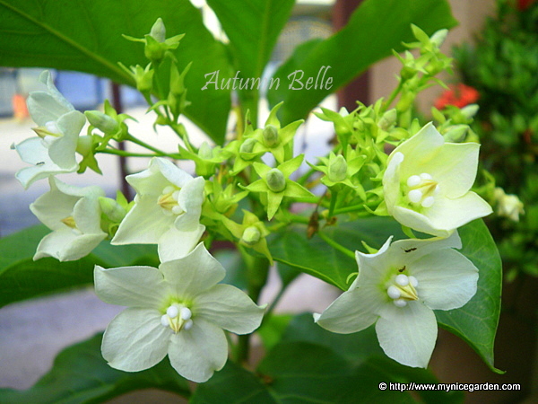 My Nice Garden: Kesidang for A Touch of White.