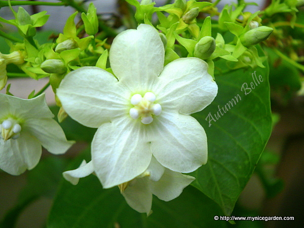My Nice Garden: Kesidang for A Touch of White.