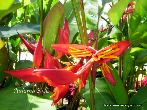 My Nice Garden: Heliconia collinsiana x H. bourgaeana cv. 'Pedro Ortiz ...