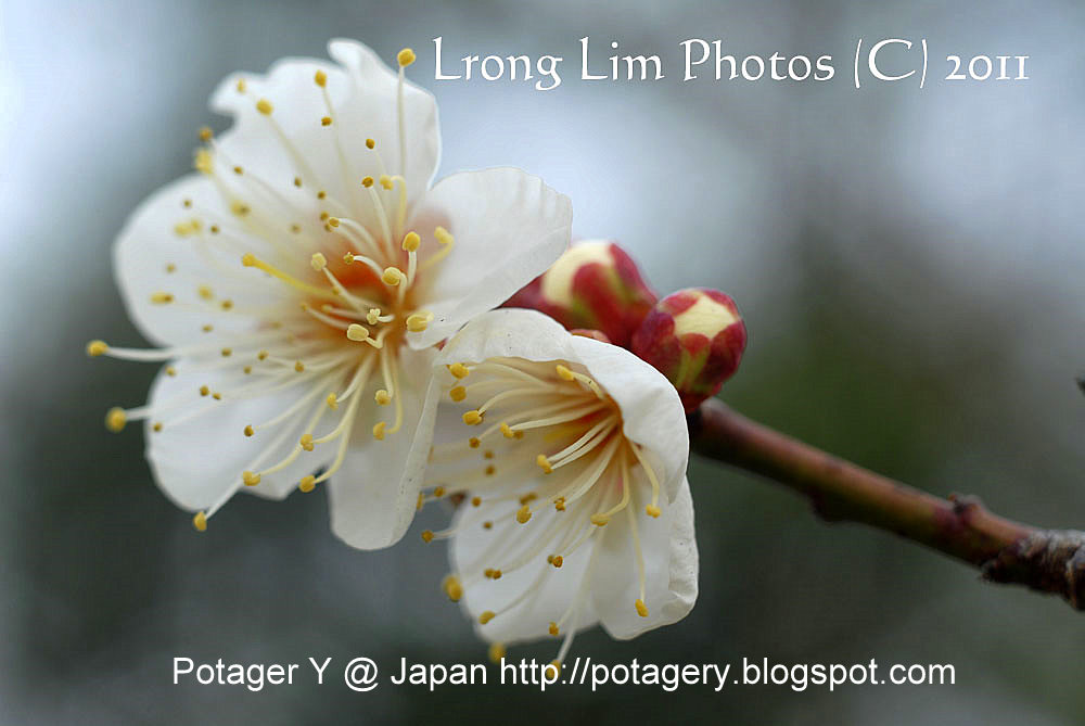 My Nice Garden: 'Mei Hua' Plum Blossoms for Chinese New Year 2011