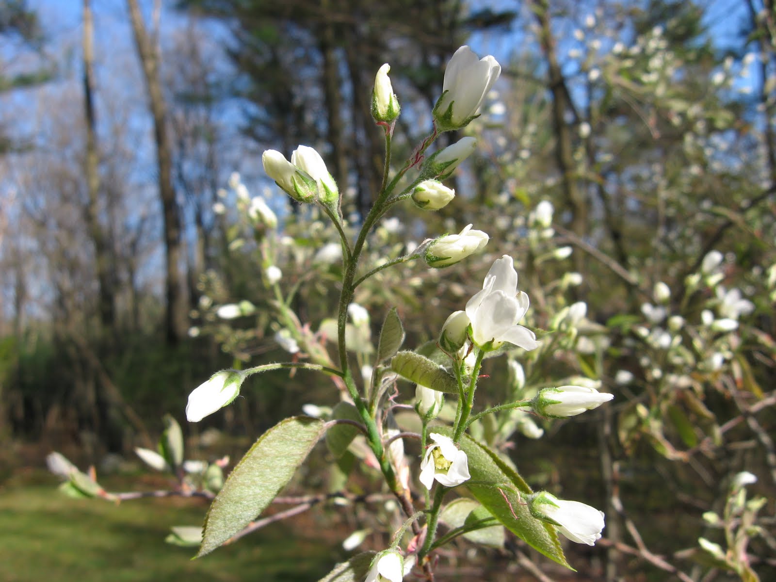 -Outside In-: shadbush