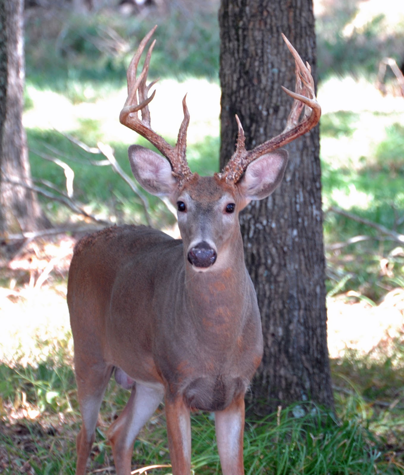 Charles "Deer Man" Black: Some of our Whitetail Rack Ranch 2-year olds
