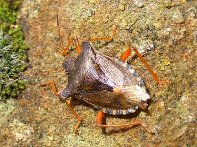 Forest Bug, Pentatoma Rufipes | English Wilderness