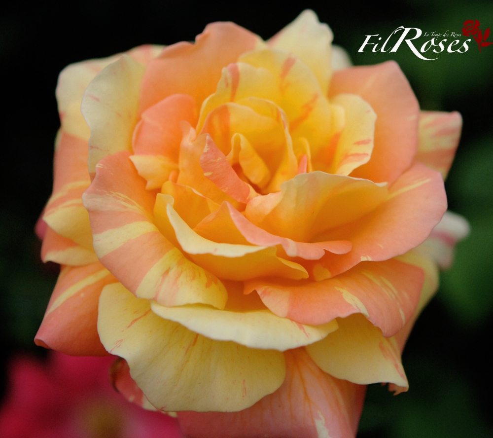 La Passion des Rosiers à la Pépinière Fil Roses: Une MARVELLE de plus ...