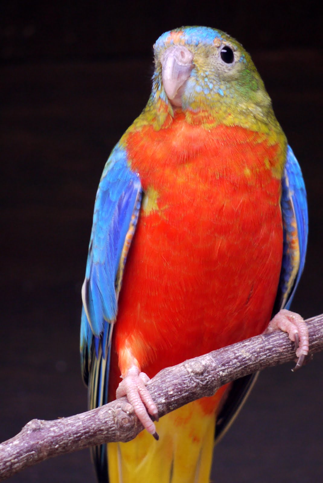 Grassparakeet photo blog: New turks and last years young